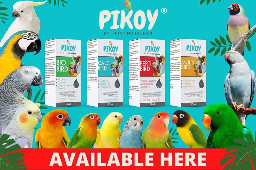 The Breeder Pack (Mini) - Pikoy by Munting Ibunan | Lazada PH