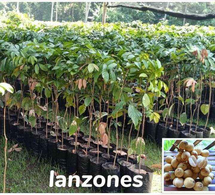 Lanzones Tree (Live Plant) with FREE plastic pot, and garden soil ...