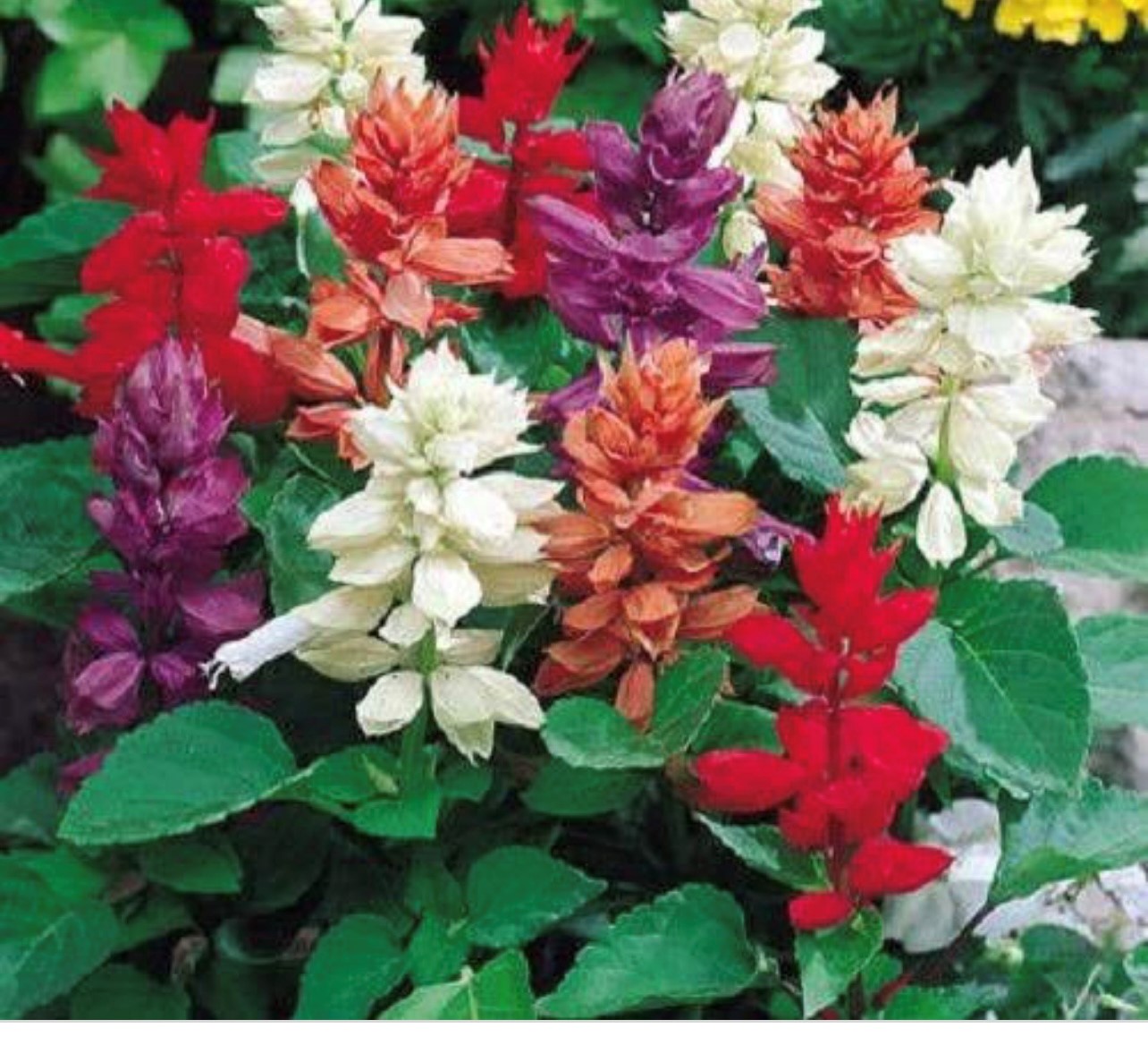 Salvia Beautiful Flower Seeds Home Gardening Seed | Lazada PH