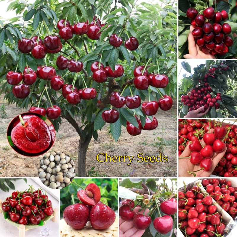 [Fast Grow] Philippines Ready Stock 30Pcs Cherry Seeds Sweet and ...