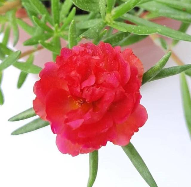 Red Portulaca Grandiflora Flower Seeds ( 2000 seeds ) - Basic Farm ...