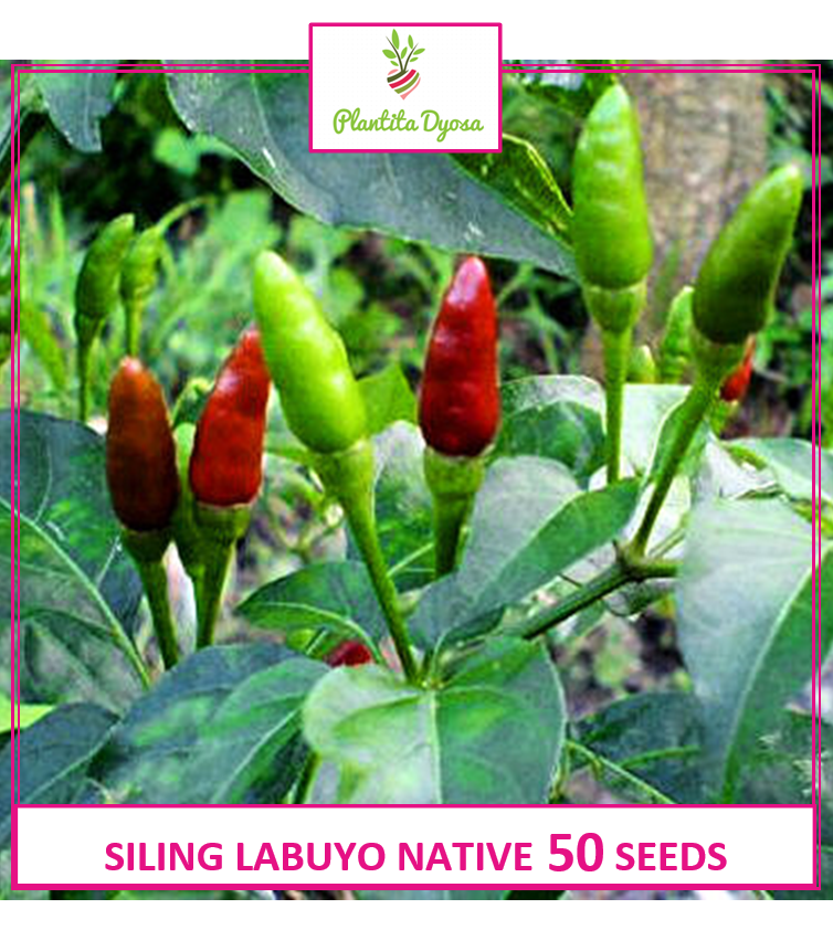 SILING LABUYO NATIVE 20/30/50 SEEDS | Lazada PH
