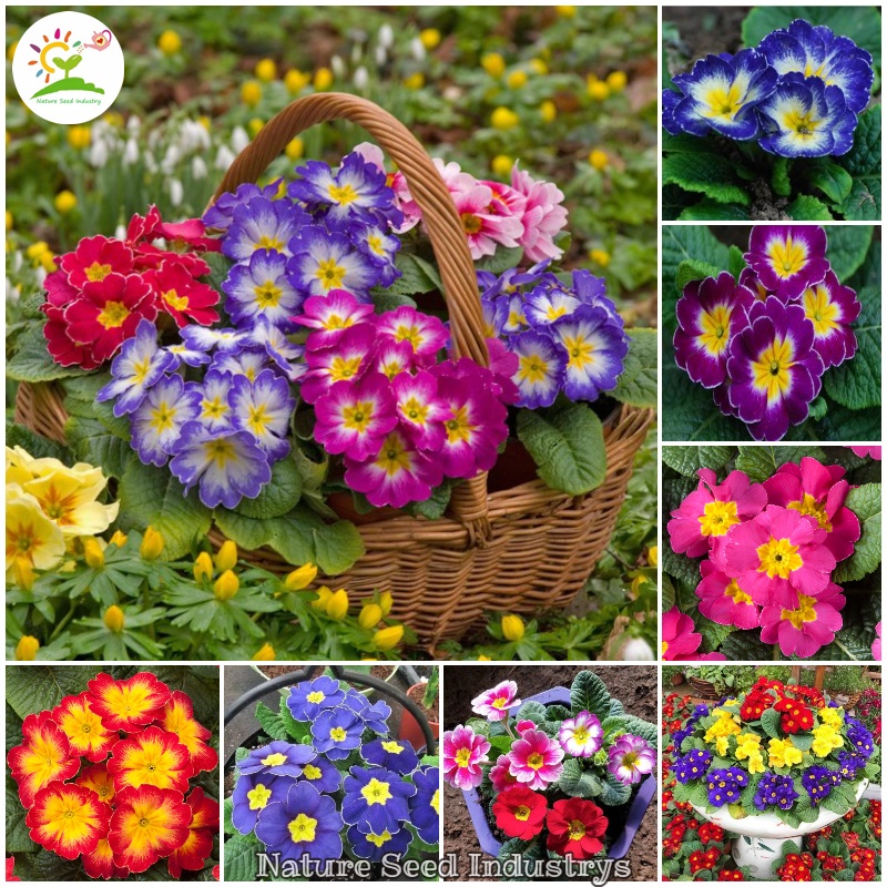 [Local Ready Stock] Primula Seeds for Planting (100 seeds/pack, Mixed ...