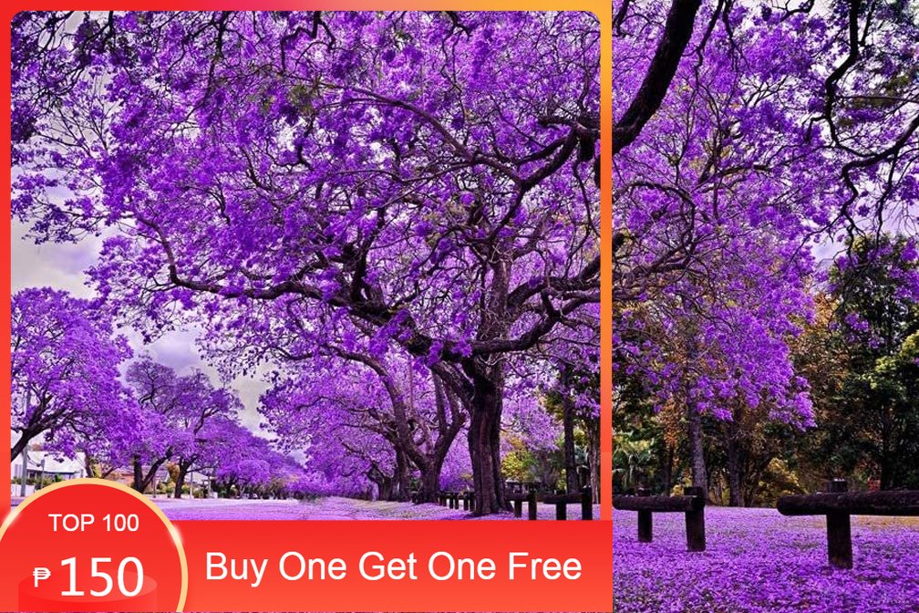 [Buy One Get One Free] Jacaranda Tree Seeds 5 Seeds Jacaranda ...
