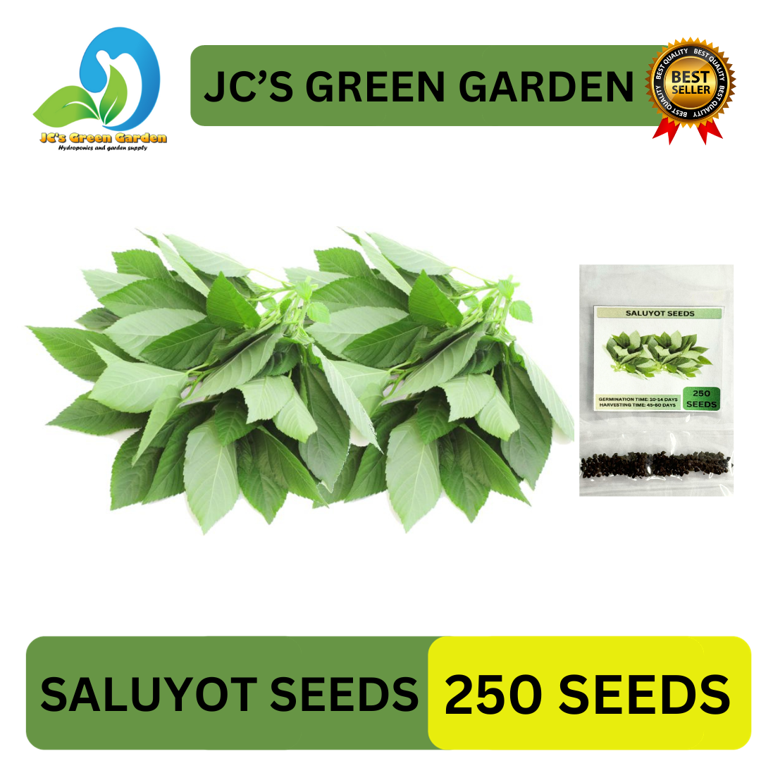 (250 SEEDS) - SALUYOT SEEDS/HYBRID/LONG LIFE PLANTS/EAST TO GROW ...