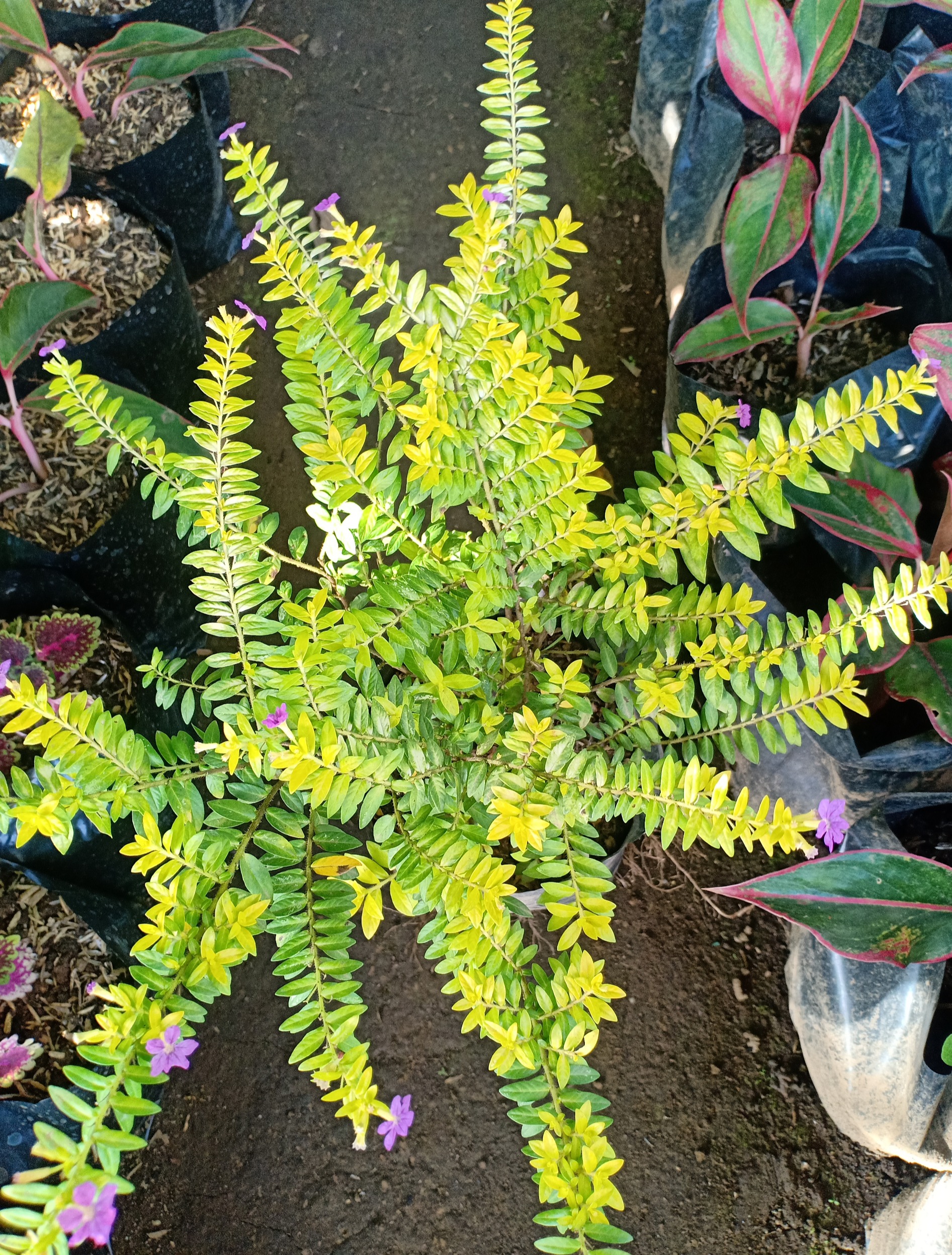 Chinese Golden Kopia - Free pot and white pebbles | Lazada PH