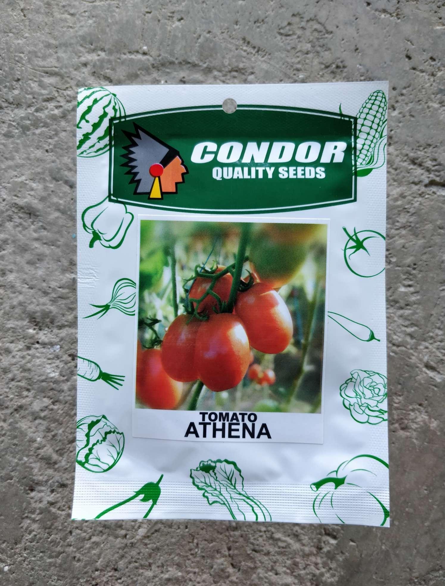 CONDOR SEEDS - TOMATO SEEDS - ATHENA 3 Grams | Lazada PH