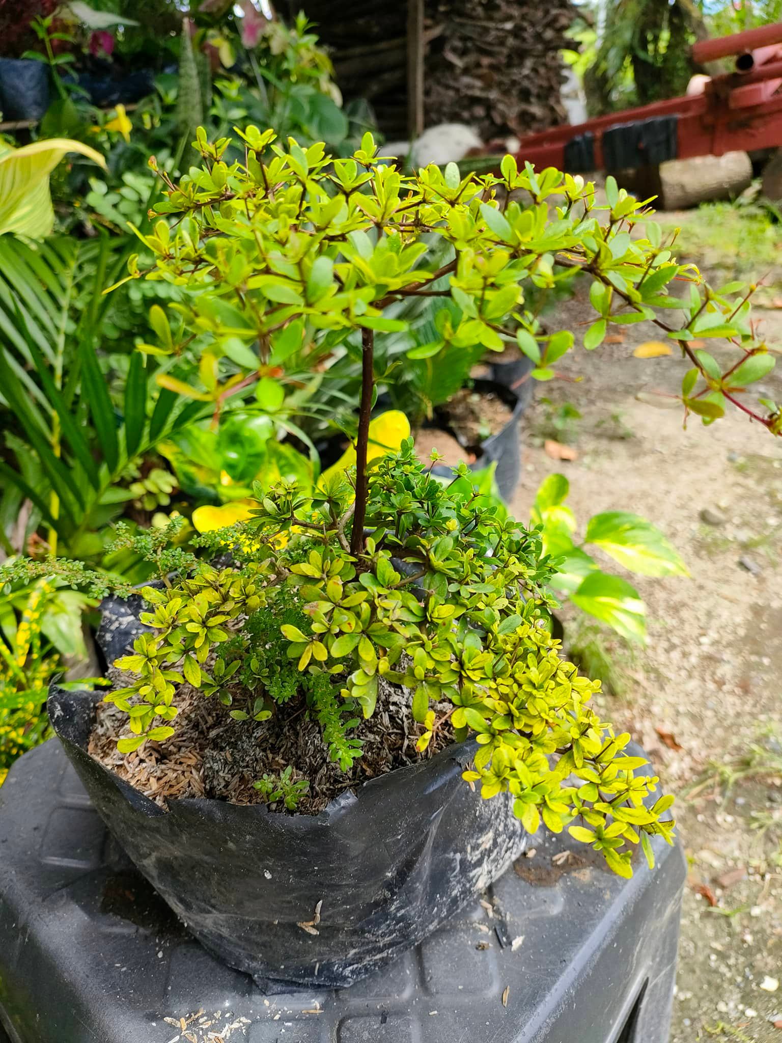 Bucida Plant or Japanese Tree Plant-Live Plant-Ready to Plant-Outdoor ...