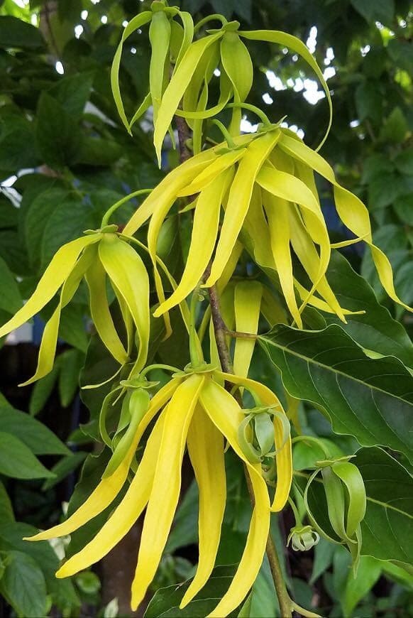 Ilang ilang Plant with FREE plastic pot, pebbles and soil. Real Plants ...