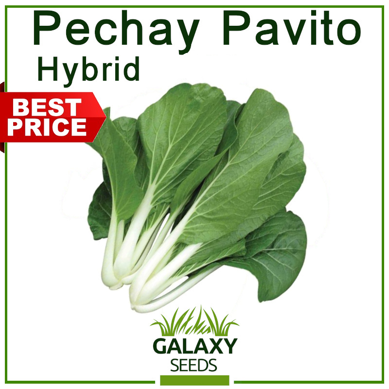 [Galaxy Seeds] Pechay Pavito Seeds for Planting Vegetable Plants ...