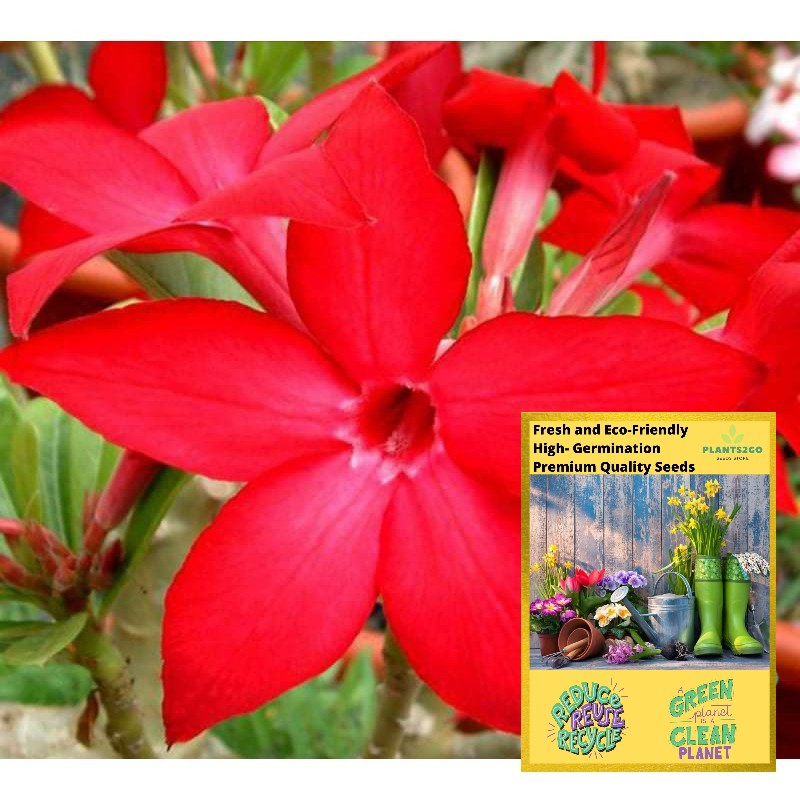 Adenium Seeds Ruby Red H162 -High germination Flower Plant seeds for ...