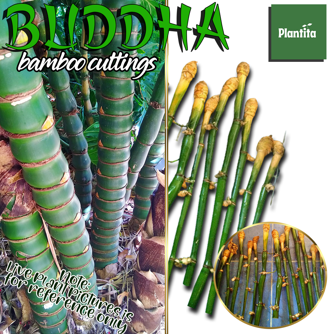 PLANTITA HOMES -Buddha Belly Bamboo Cutting Gardening Cuttings Bulbs ...