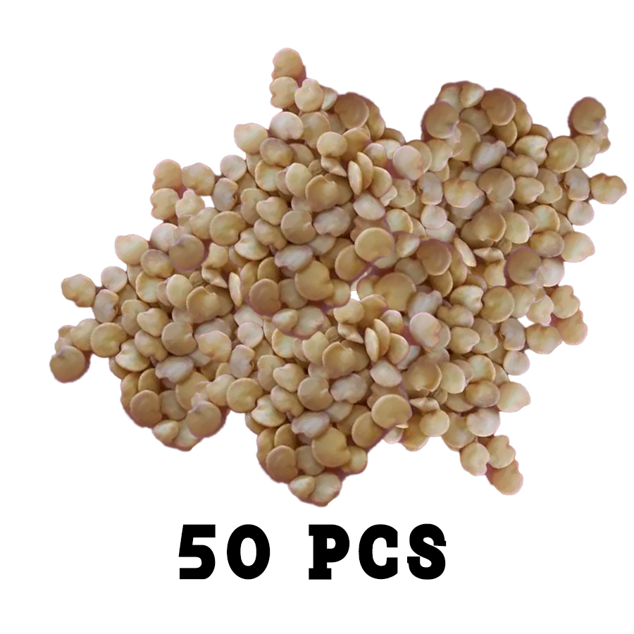 QUIN SAVIE F1 TALONG - planting hybrid , variety mutcho f1 , talong ...