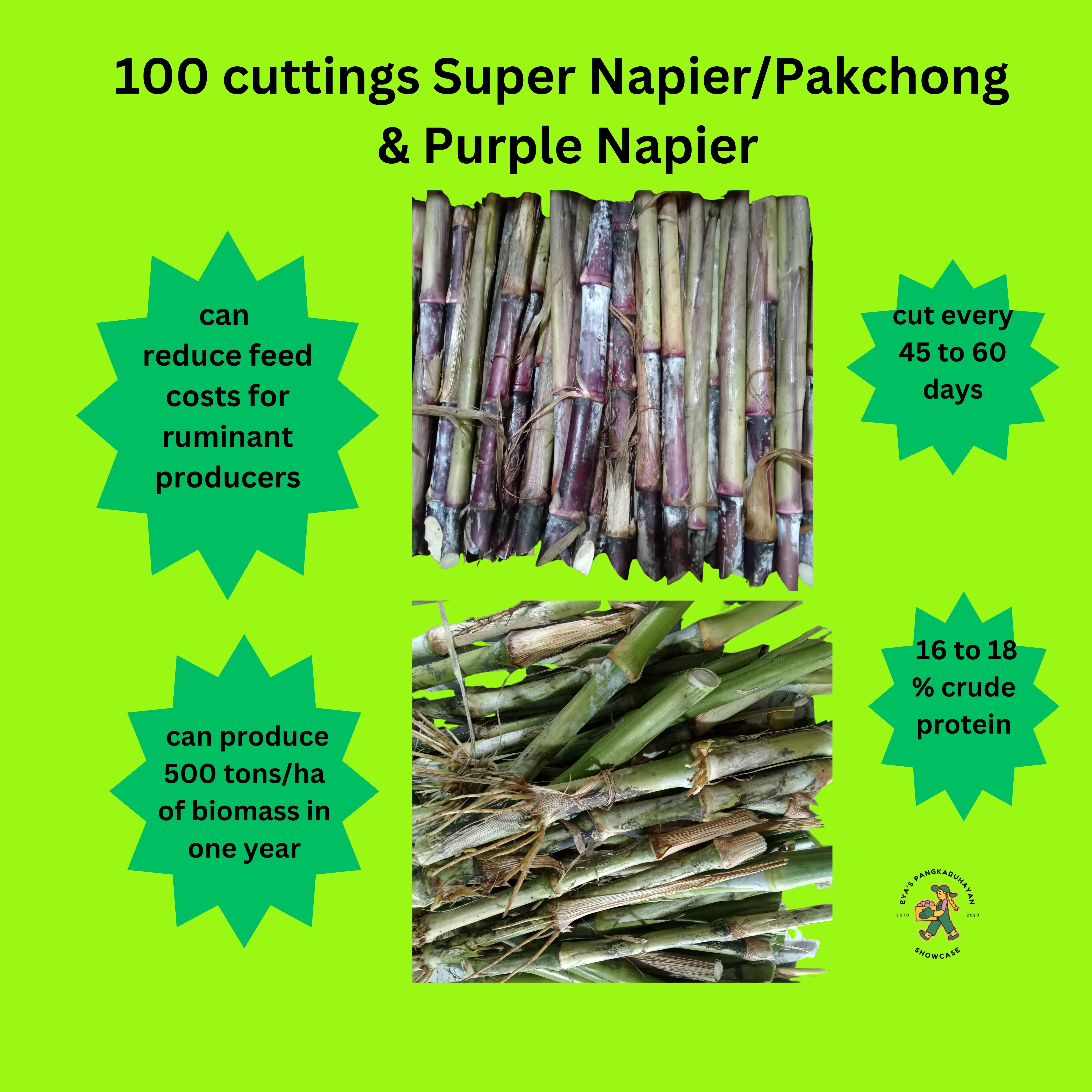 100 pcs Super Napier/Pakchong Purple Napier | Lazada PH