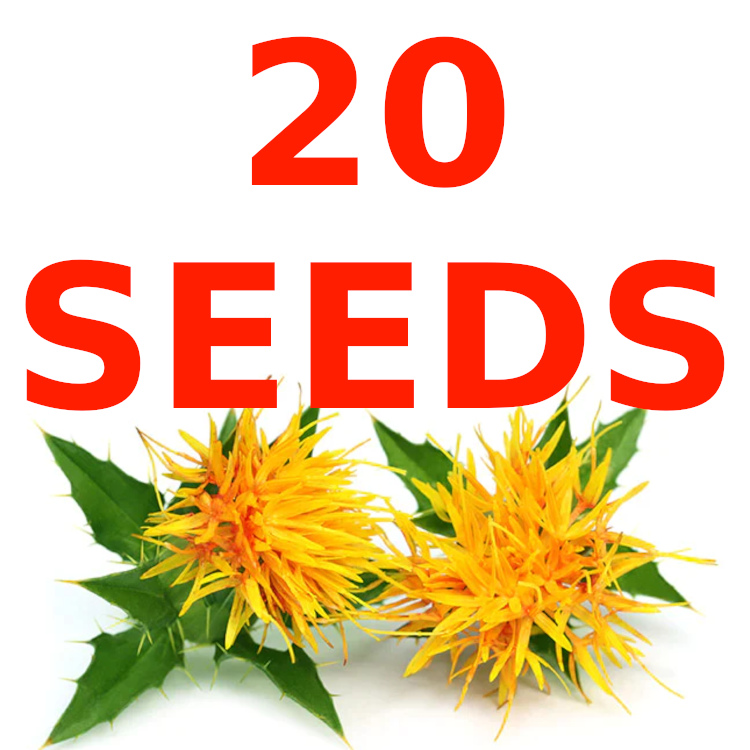 Green House® - Safflower Seeds (40 Seed) for Planting Flower Plants ...