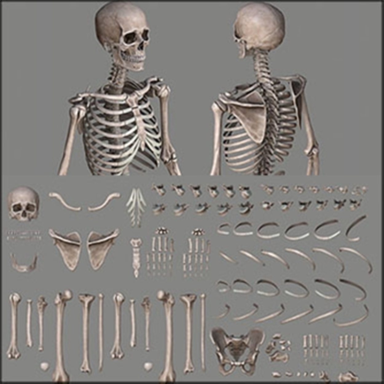 High resolution male character skeleton skeleton 3 d model of human ...
