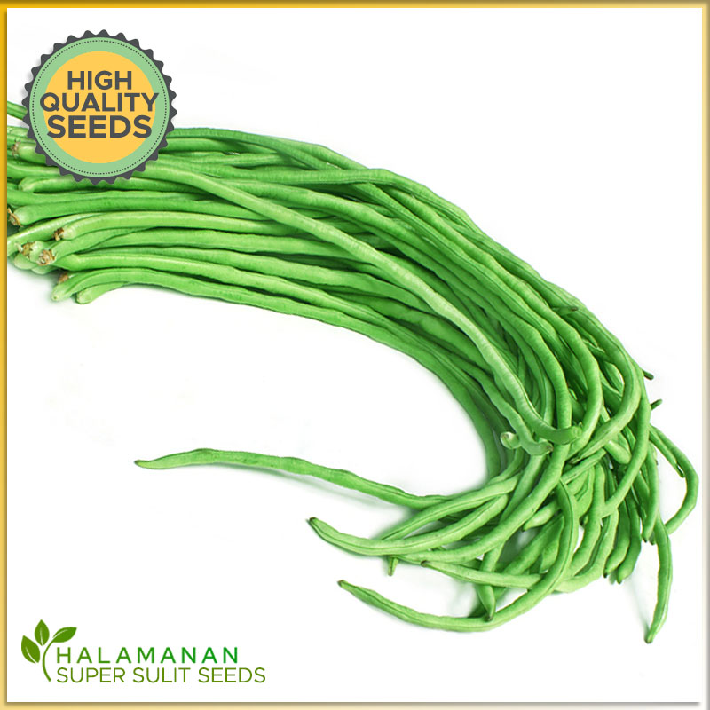 BEANS - GREEN SITAO / YARD LONG BEANS SUPER SULIT VEGETABLE SEED PACK ...