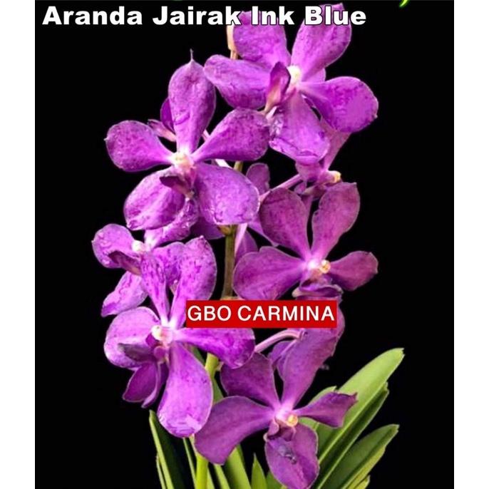 MOKARA TOPCUT VANDA ORCHIDS NO FLOWER | Lazada PH
