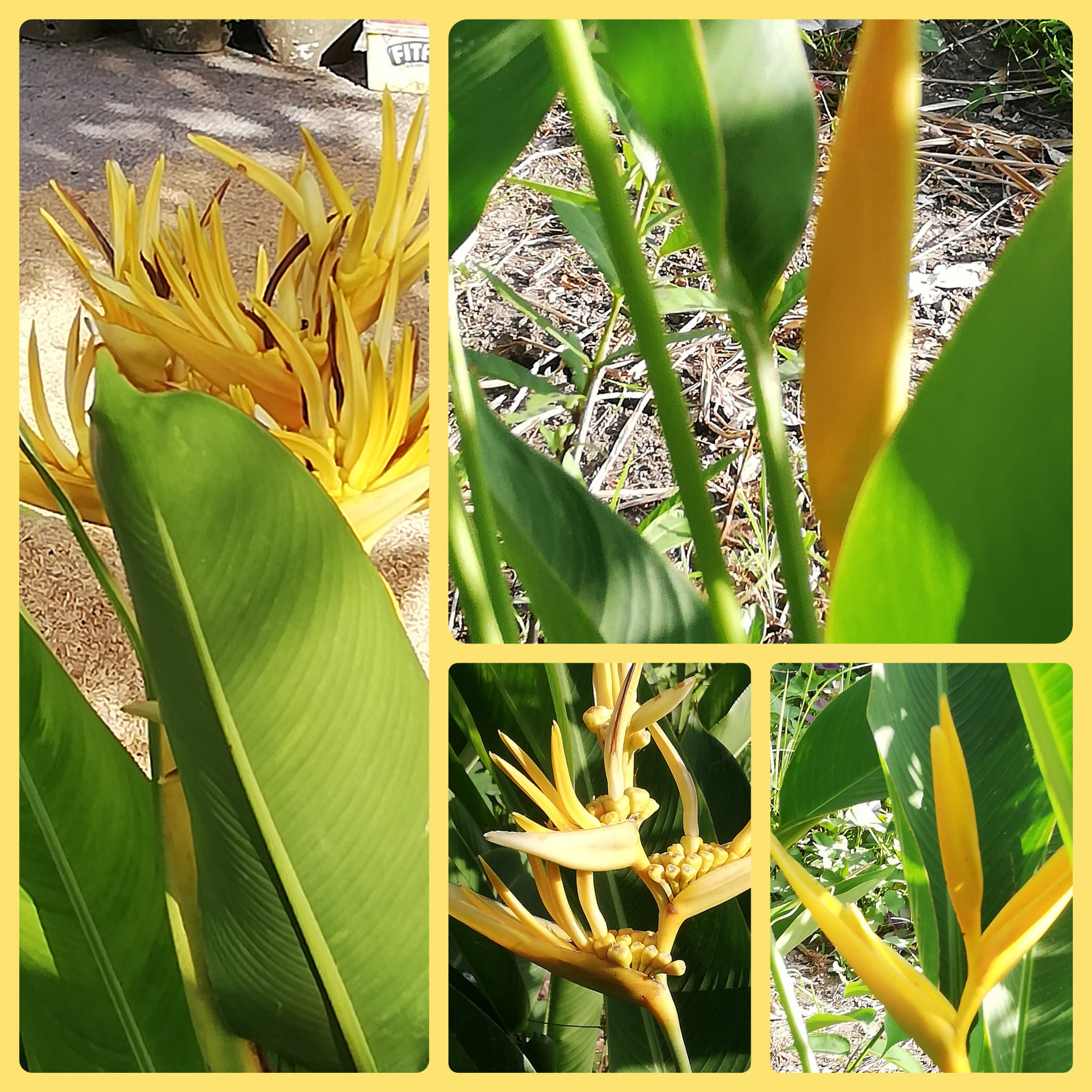 Heliconia / birds of paradise | Lazada PH