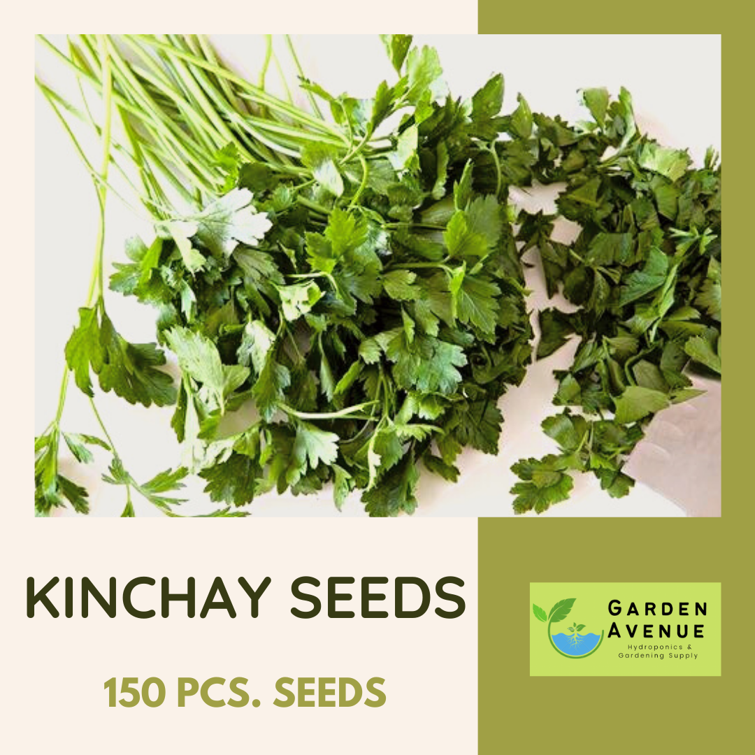 KINCHAY SEEDS (150pcs seeds) CATMON/EASY TO GROW/HIGH YIELDING | Lazada PH