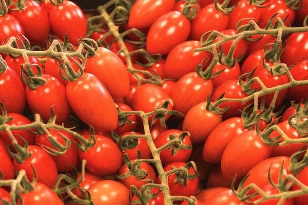 Tomato Cherry Roma Plum Red Seeds | Lazada PH