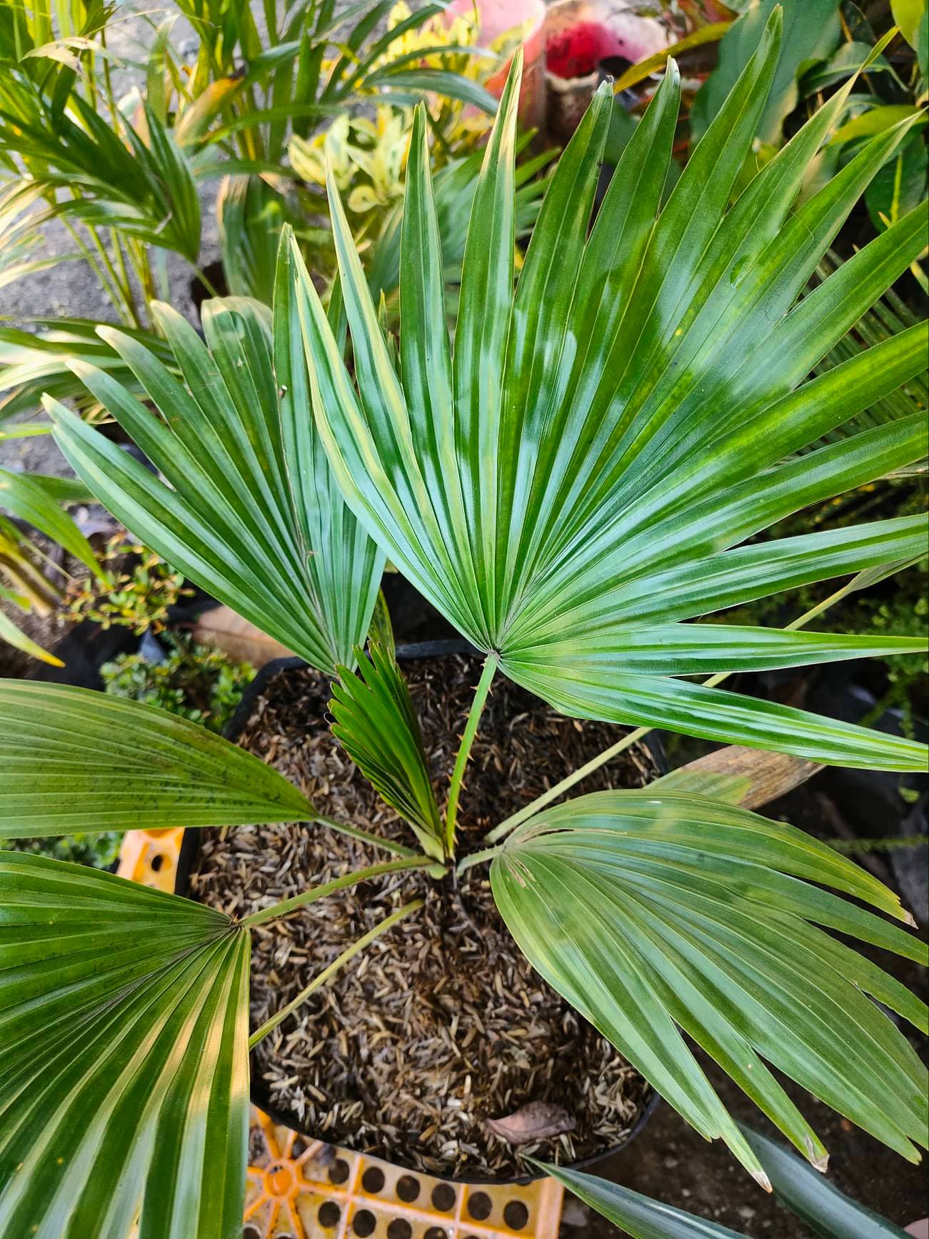 Anahaw or Chinese Fan Palm(species of Livistona)Plants-Real Plants ...