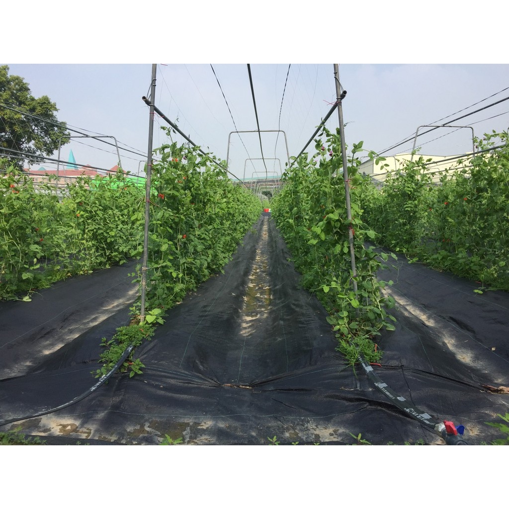 THICK Trellis Net (Balag) Vegetable Twine 8ft x 100m Trellising ...