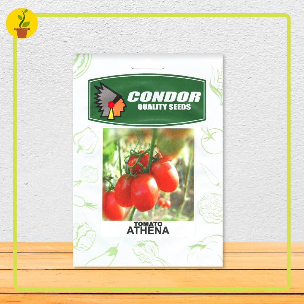 Tomato Seeds Apollo Type (Athena OPV Variety) [3 Grams Packet] - Condor ...