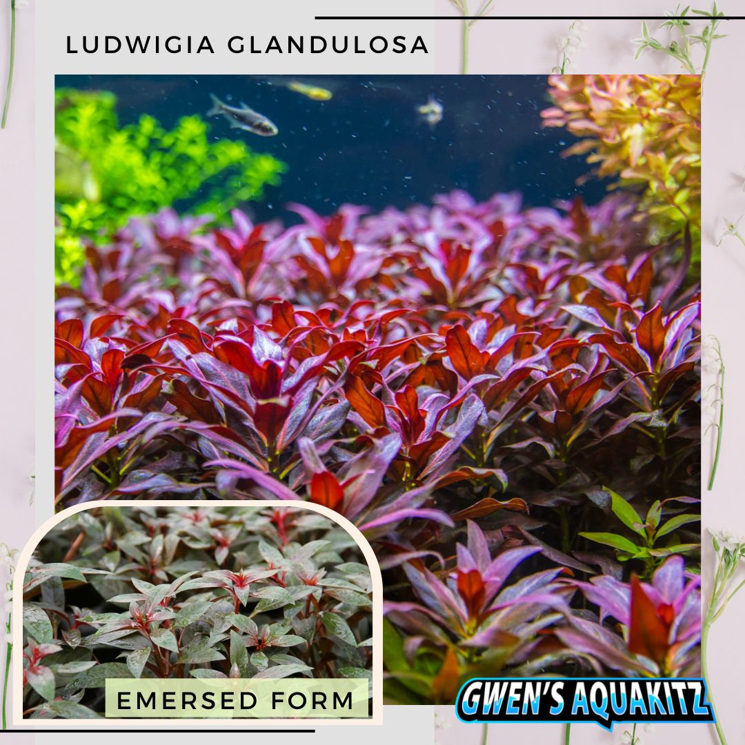 Ludwigia - Aquatic Plants [White, Senegalensis, Sphaerocarpa, Inclinata ...