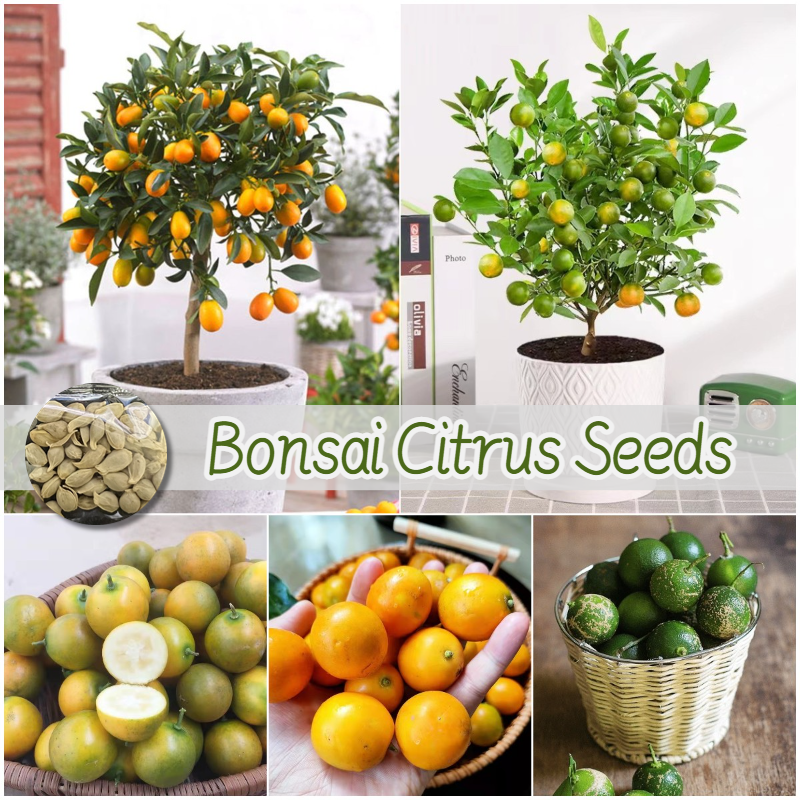 [100% Original Seed] Potted Citrus Seeds Fruit Seeds for Planting (40 ...