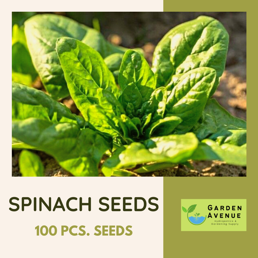SPINACH SEEDS (100pcs seeds) GREEN AMARANTH/HYBRID/HIGH YIELD/EASY TO ...