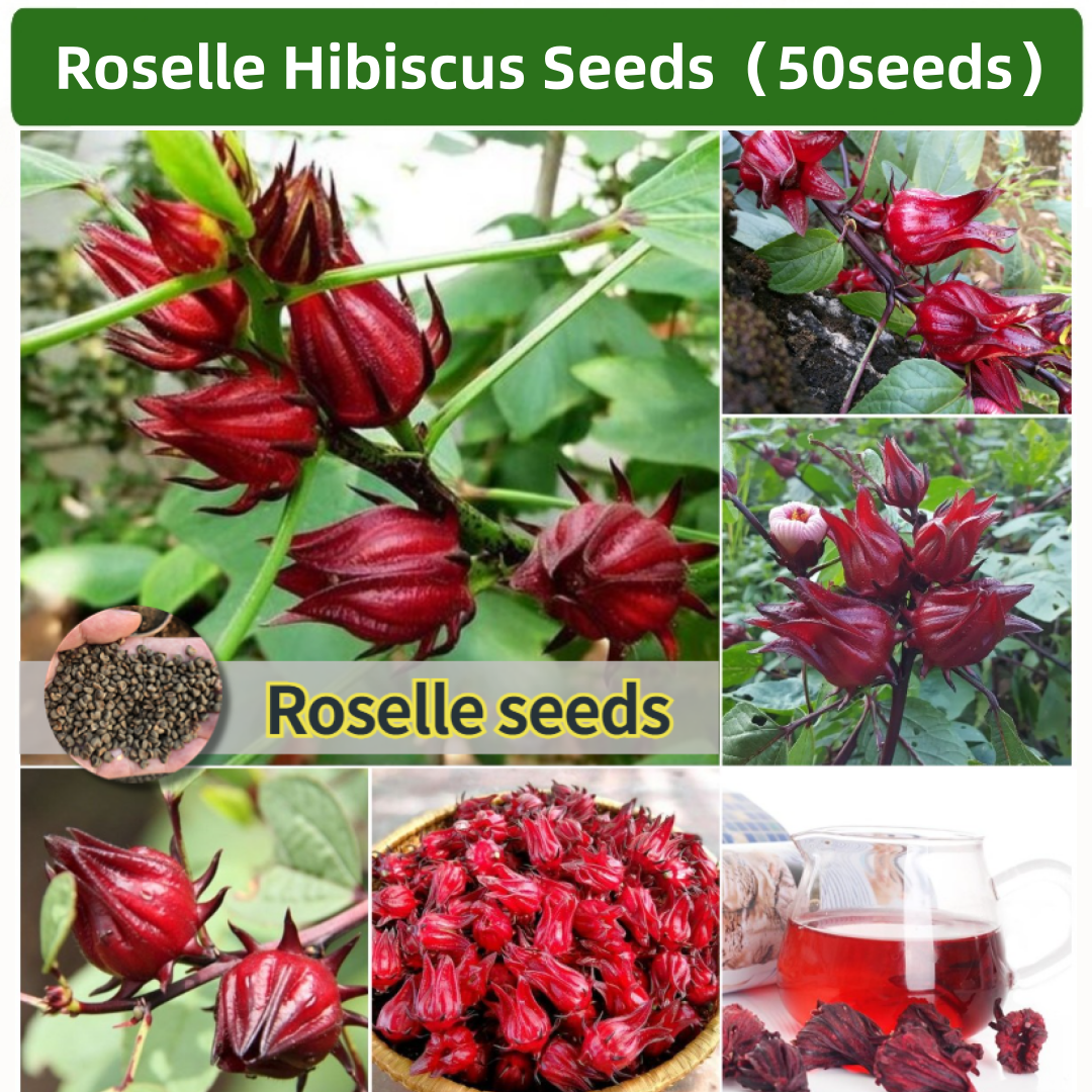 50 seeds/pack ROSELLE PLANT SEEDS - Roselle Hibiscus Seeds for planting ...
