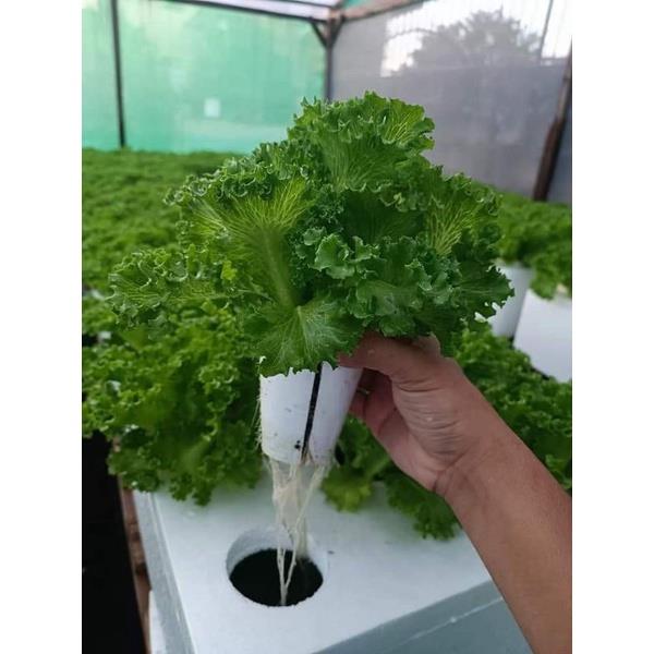 plant nutrient solution Hydroponics Nutrient Solution 500ml A B - FREE ...