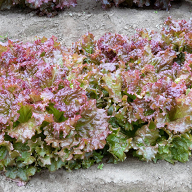 Sunny Rose Lettuce Seeds - Lettuce Sunny Rose Red Lettuce Seeds | Lazada PH