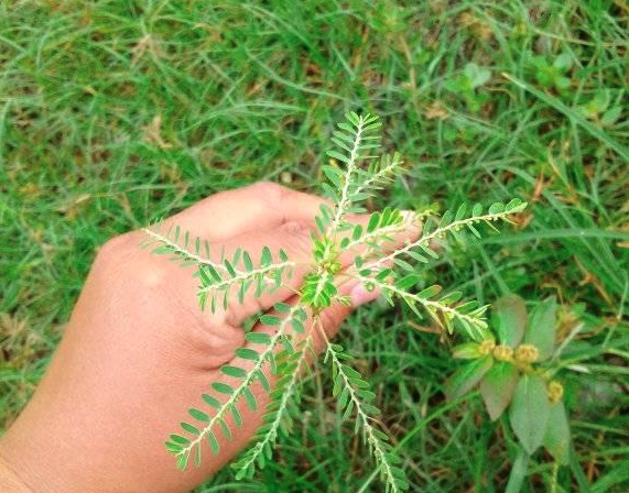 Sampalok sampalokan seedling live plant (1pc) | Lazada PH