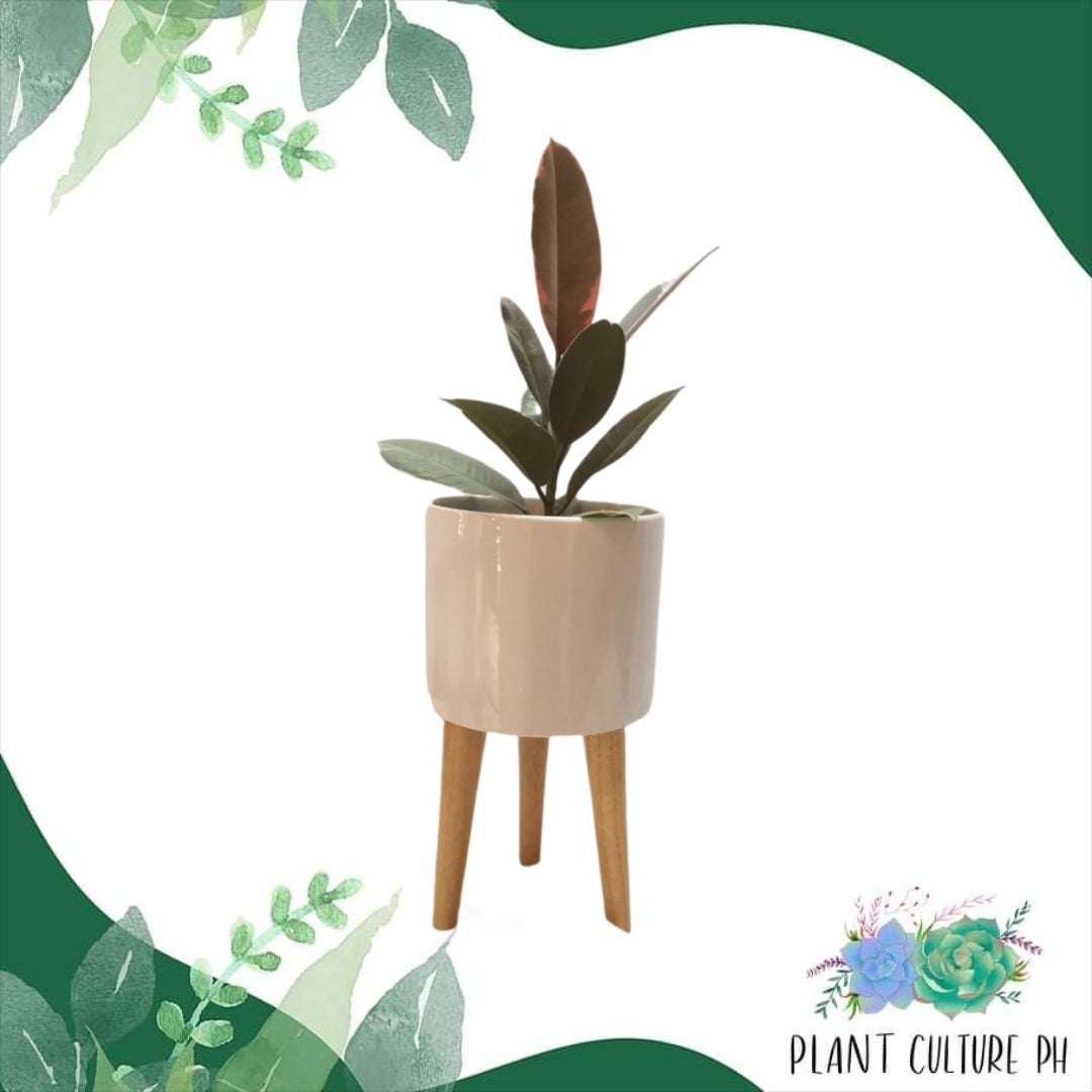Elevated Planter with Wooden Stand | Ceramic Pots | Lazada PH