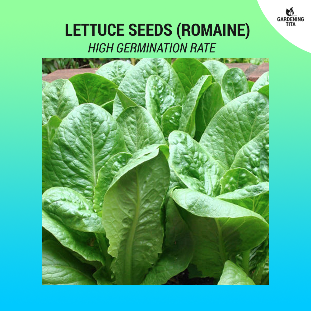 Lettuce Seeds (Romaine) - 500 seeds | Lazada PH