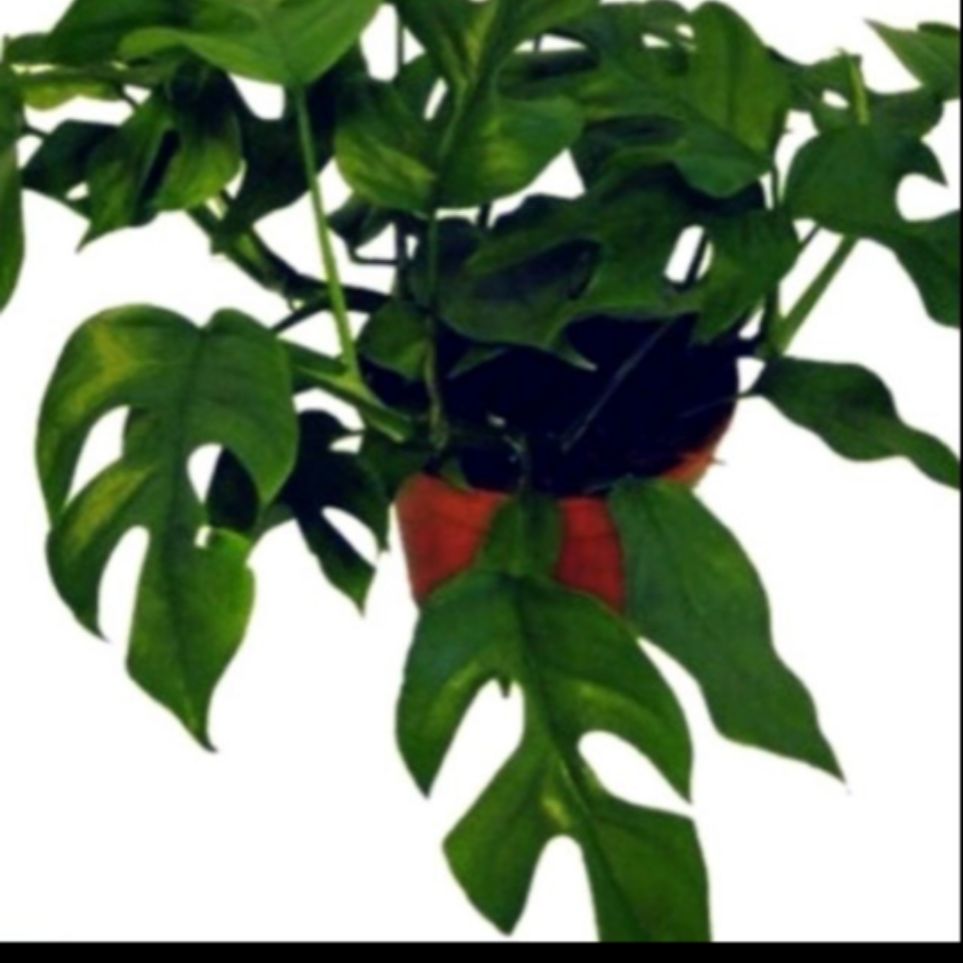 Dragon tail (tibatib) | Lazada PH