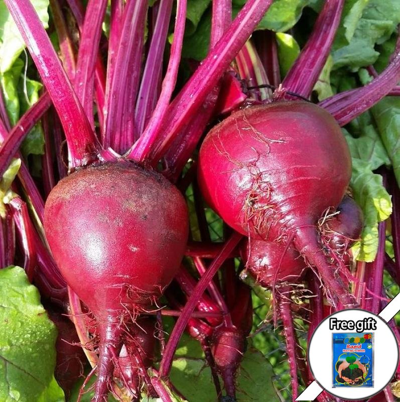 Beetroot Plant Flower