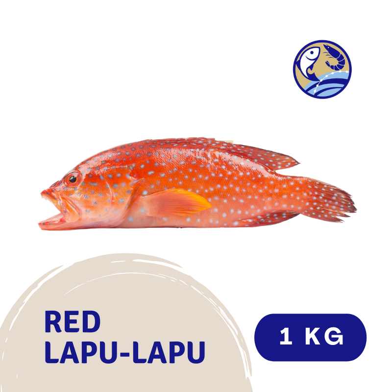 Red Lapu Lapu (grouper) - 1kg | Lazada PH