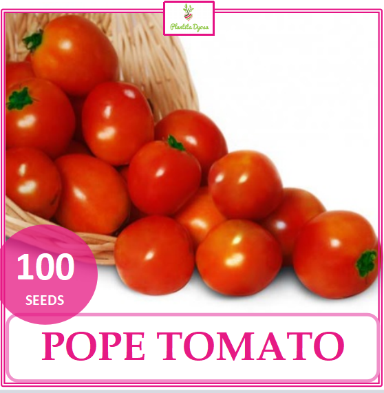 POPE TOMATO (100 SEEDS) KAMATIS | Lazada PH