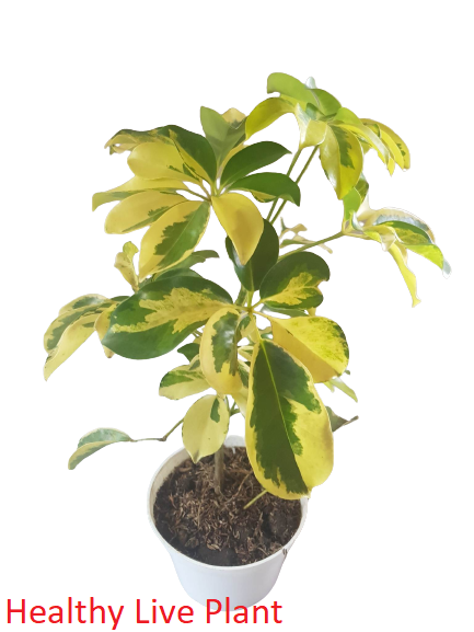 Variegated Saplera (12 to 16 inches Height) | Lazada PH