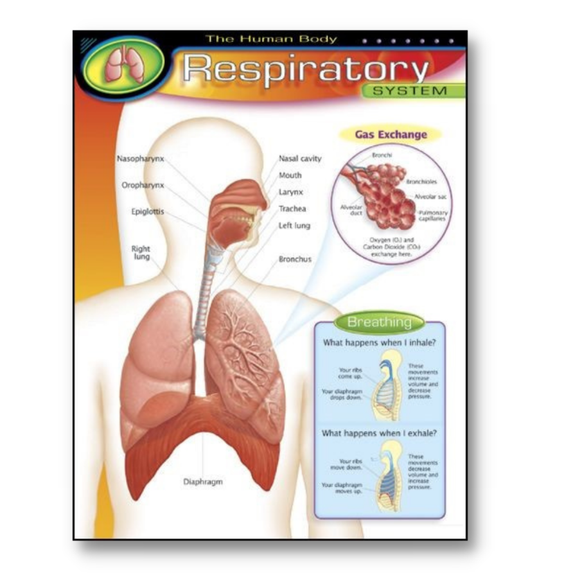 Laminated Colorful Systems of The Human Body Charts for Kids, Learners ...