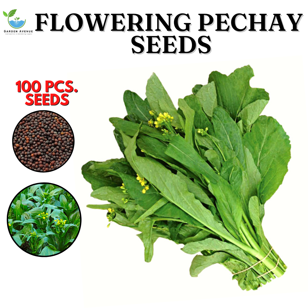 FLOWERING PECHAY/CHOY-SUM/CHINESE PECHAY (100 pcs. seeds) - FOR ...