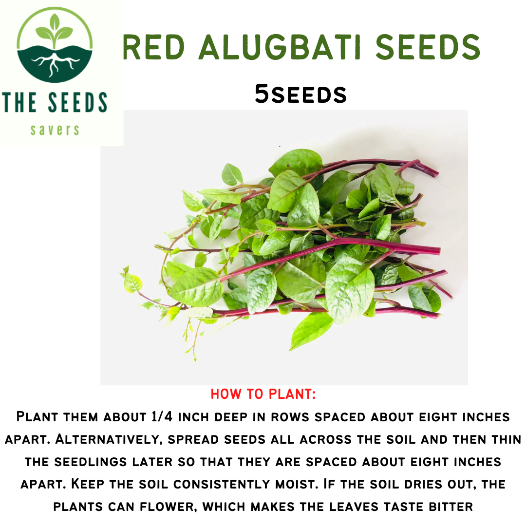RED ALUGBATI SEEDS - 5seeds | Lazada PH