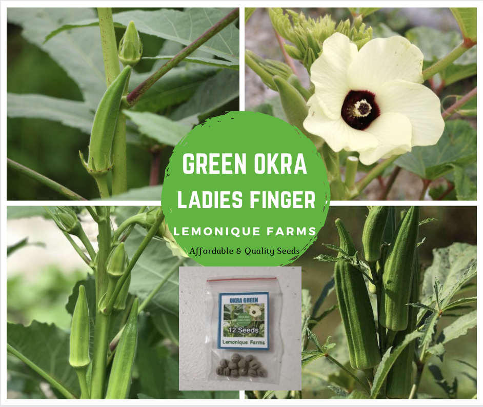 green okra seeds smooth | okra seeds | okra green seeds | okra burgundy ...