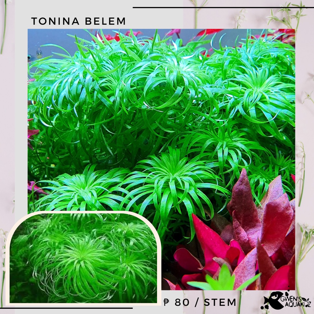 Tonina Belem (Syngonanthus sp. Belem) - Rare Aquatic Plant | Lazada PH