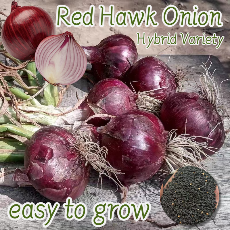 [Easy to grow in the Philippines] 150pcs Red Onion Seeds for Planting ...