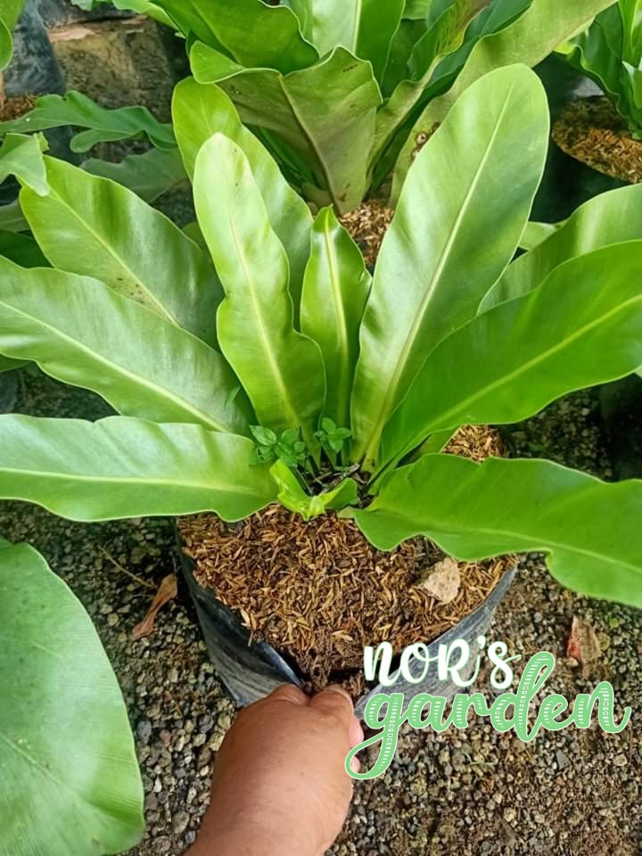 Pakpak Lawin | Lazada PH