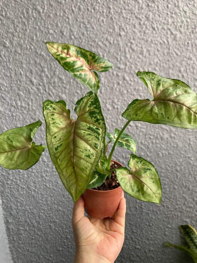 (LUZON Buyers ONLY) Christmas Syngonium Trailing Live Plant with Roots ...